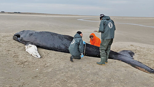 Wieder ein toter Wal in der Nordsee - THB